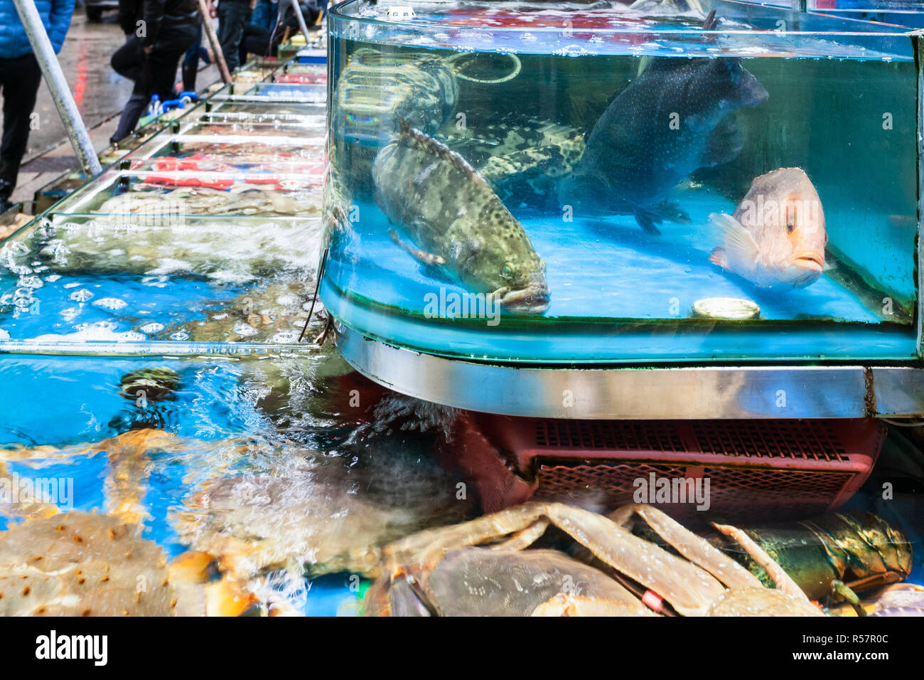 crabs and fishes in fish market in Guangzhou city Stock Photo - Alamy