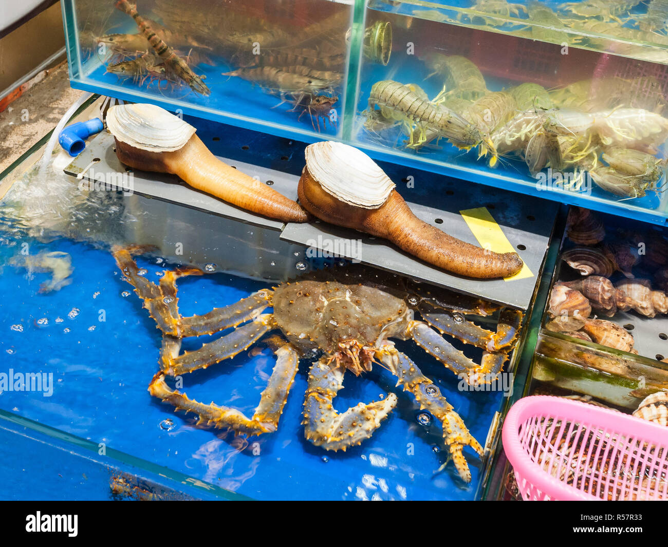 geoduck and crab in fish market in Guangzhou city Stock Photo - Alamy