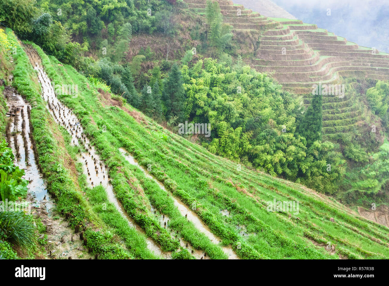 Pictures Of Rice Beds at Logan Dana blog