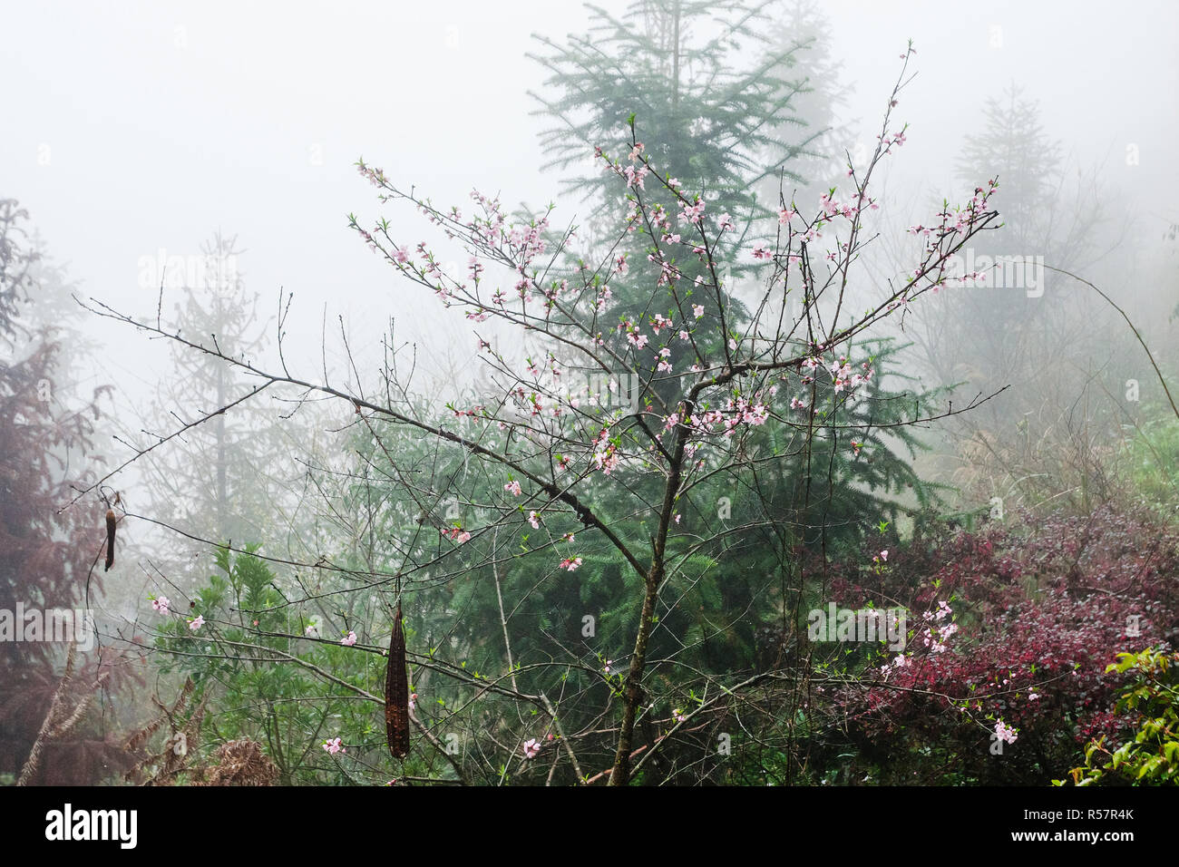 pink blossom on tree in mist rainforest Stock Photo - Alamy