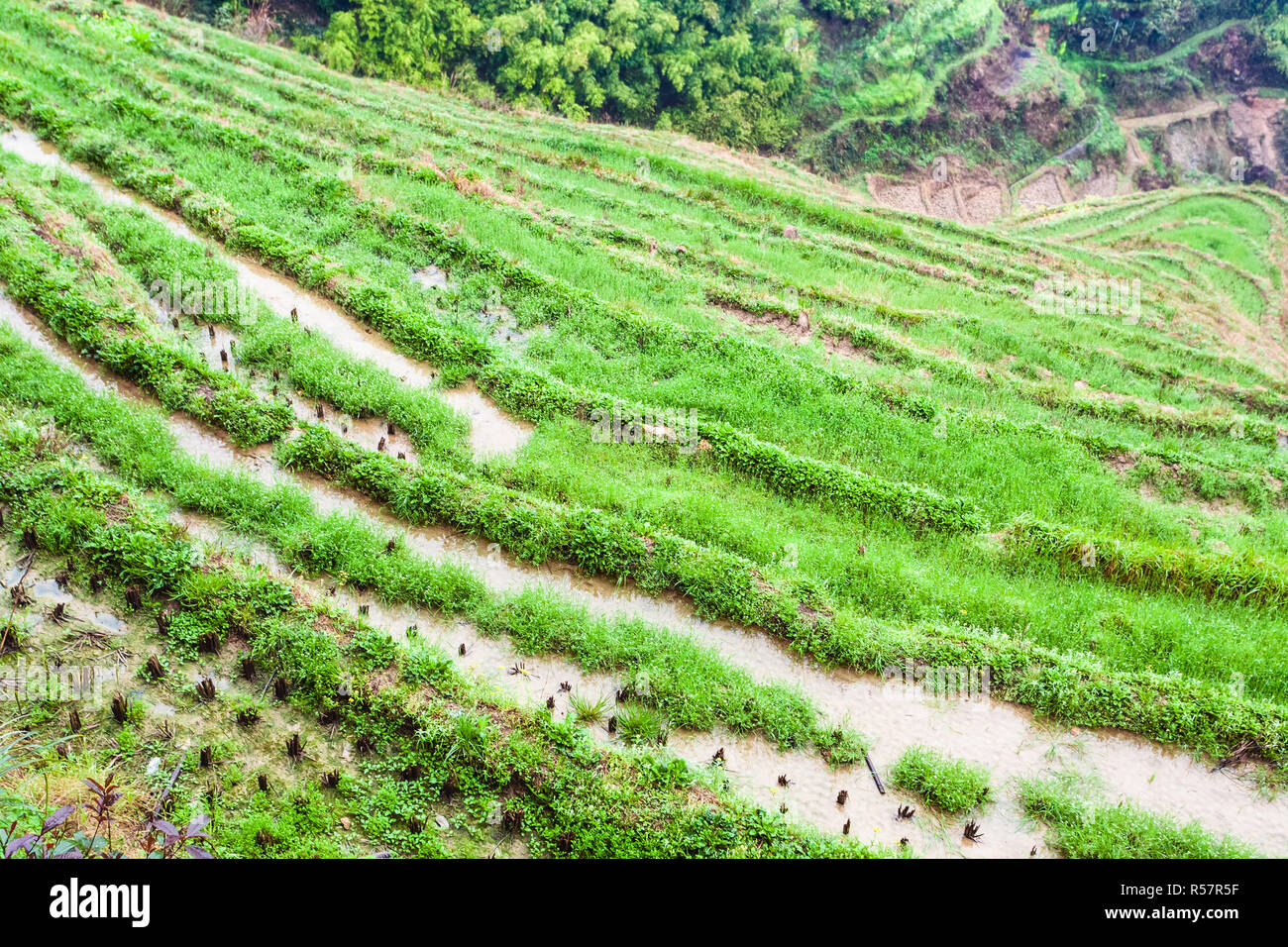 above view of rice beds on terraced gardens Stock Photo - Alamy