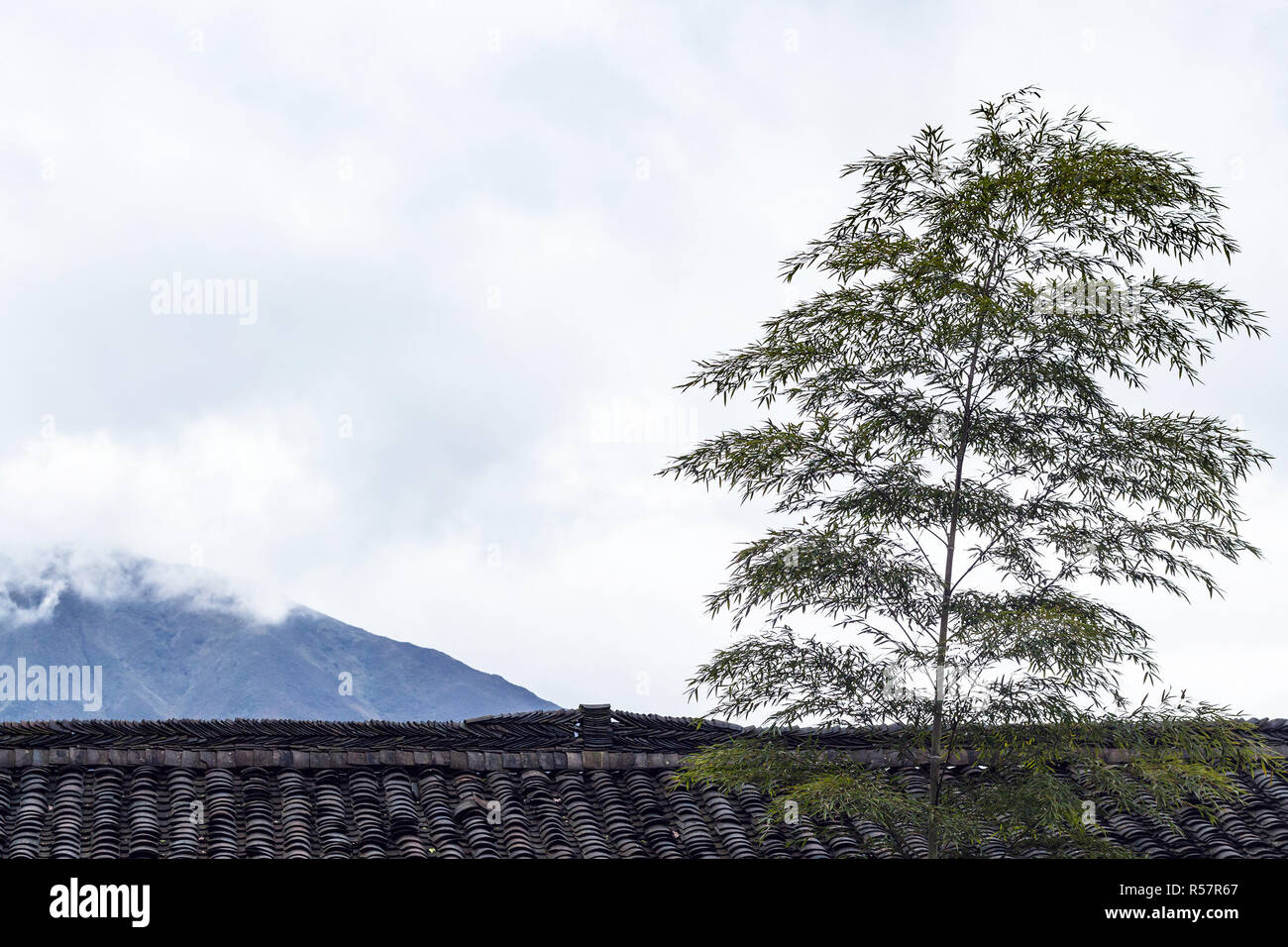 bamboo tree over roof on country house Stock Photo - Alamy