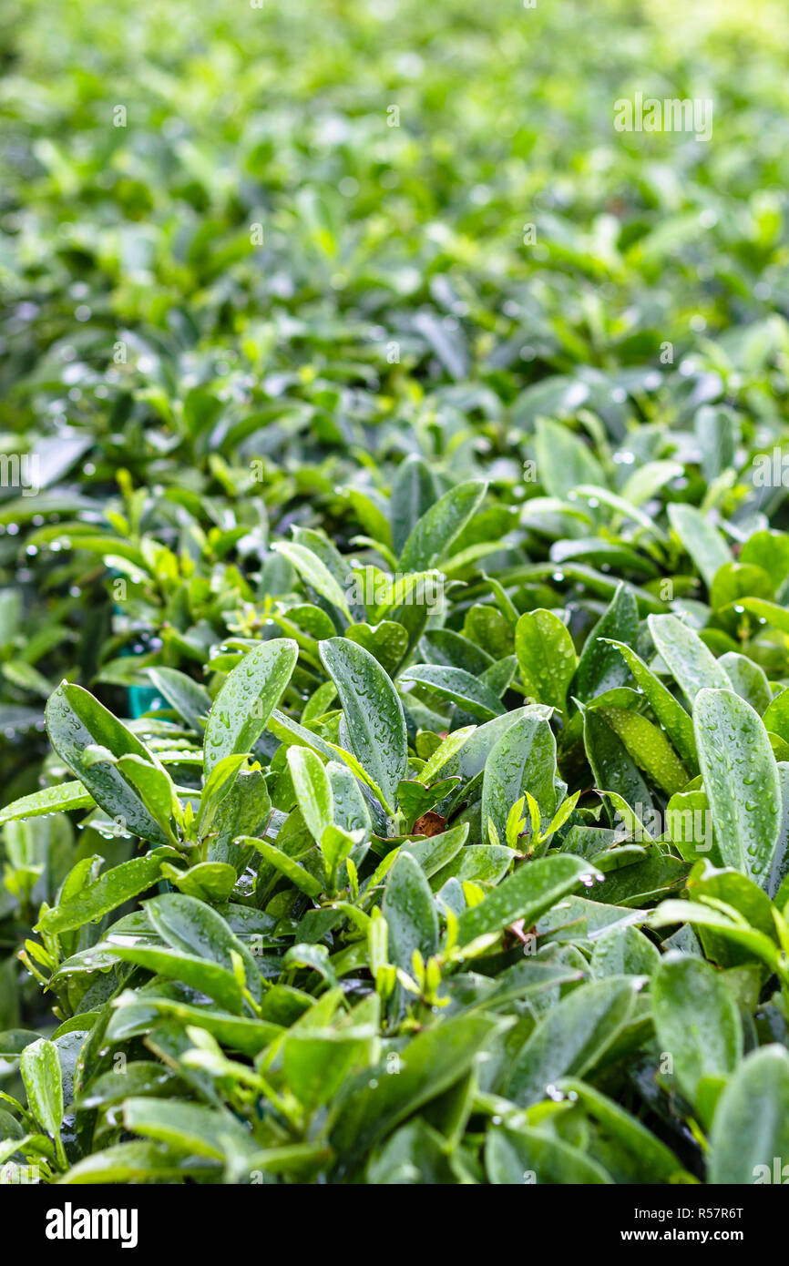 Chinese boxwood hi-res stock photography and images - Alamy