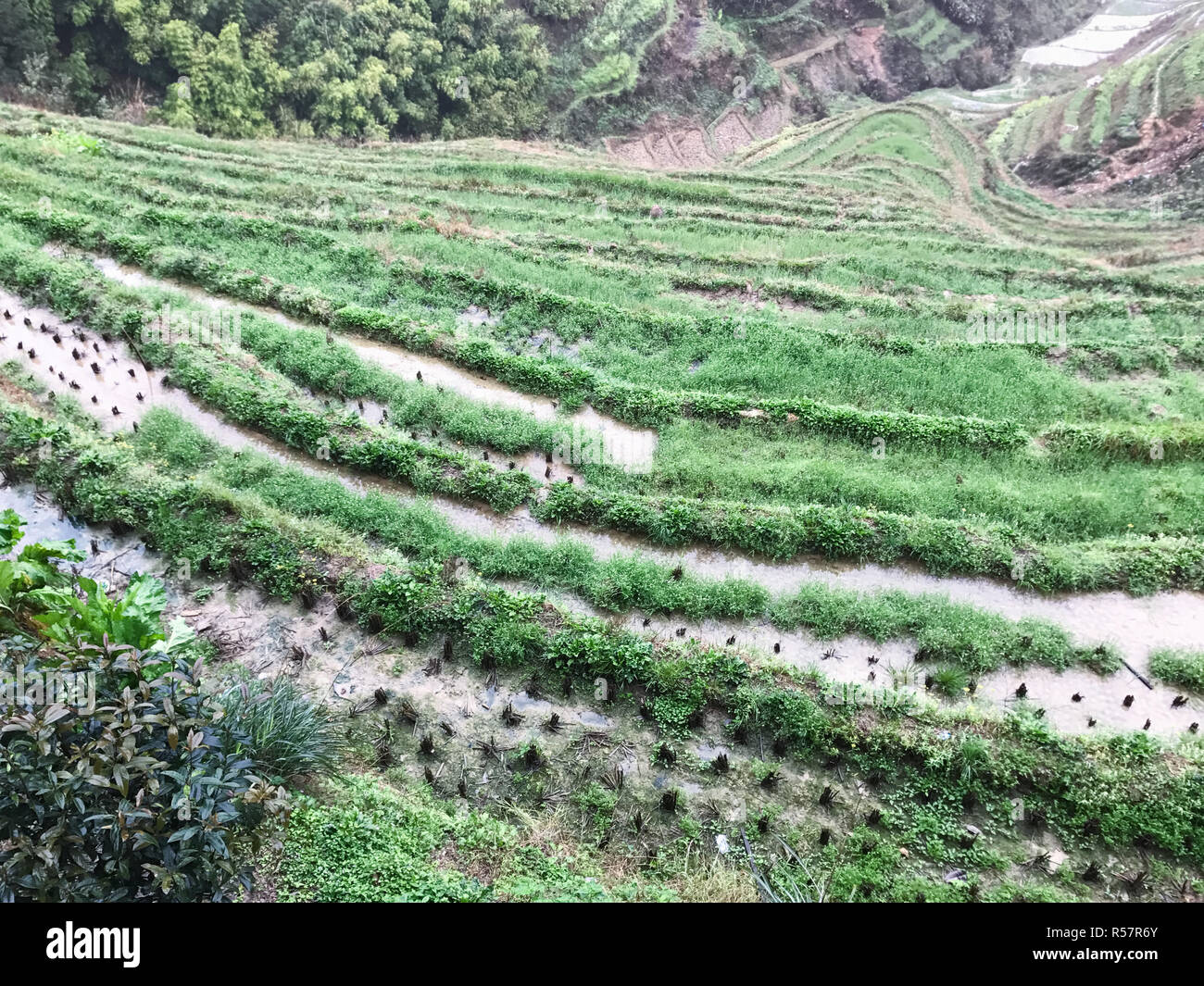 above view of paddy on terraced field in rain Stock Photo - Alamy