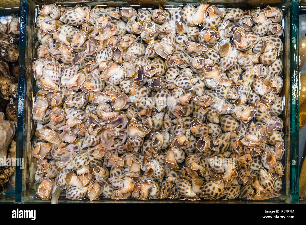 many water snails in fish market in Guangzhou city Stock Photo - Alamy