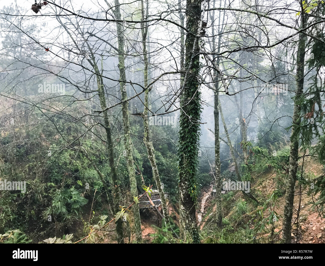 wet tree trunks in mist rainforest in Dazhai Stock Photo - Alamy