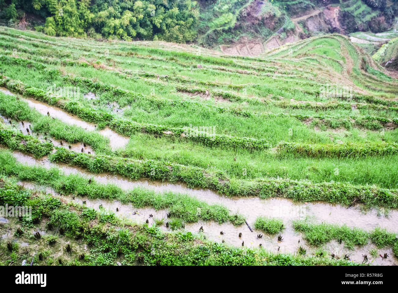 above view of rice beds on terraced field Stock Photo - Alamy