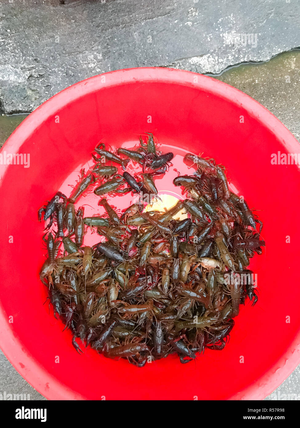many live crawfishes in plastic basin Stock Photo - Alamy