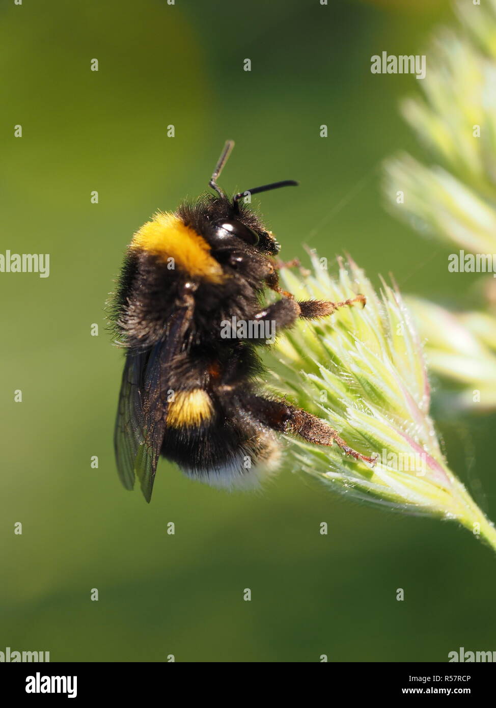 Big bumblebee hi-res stock photography and images - Alamy