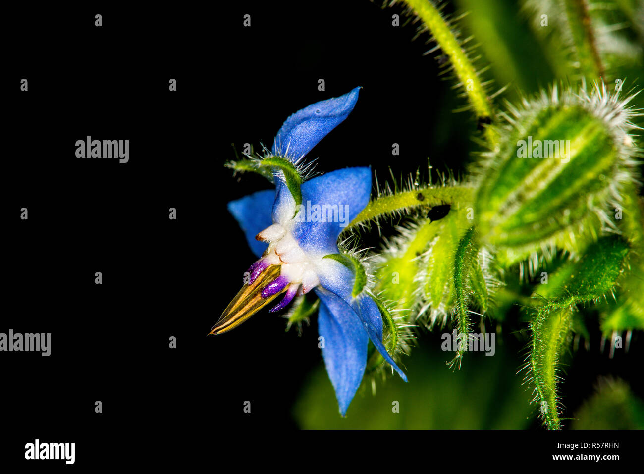 borage,blossom of medicinal and spice plant Stock Photo - Alamy