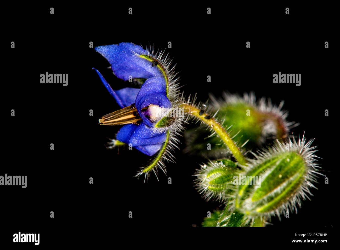 borage,blossom of medicinal and spice plant Stock Photo - Alamy