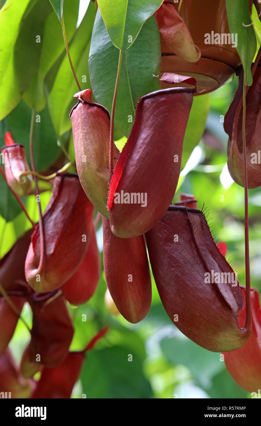 Carnivorous pitcher plant nepenthes hi-res stock photography and images ...
