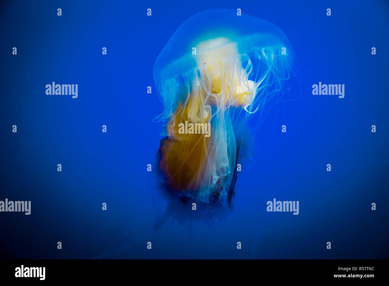 Jelly Fish in Water Stock Photo - Alamy