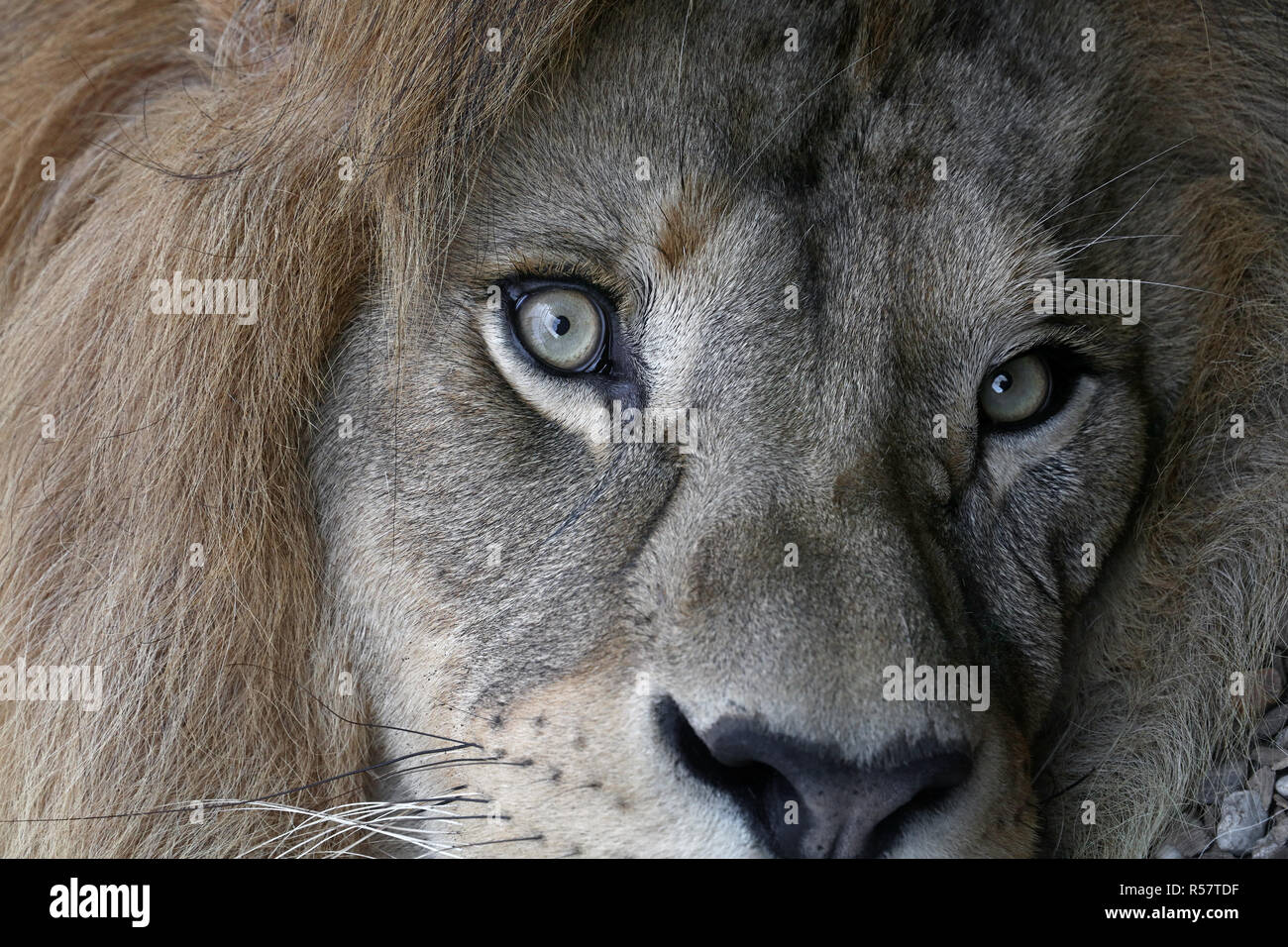 Extreme close up portrait of African lion Stock Photo - Alamy