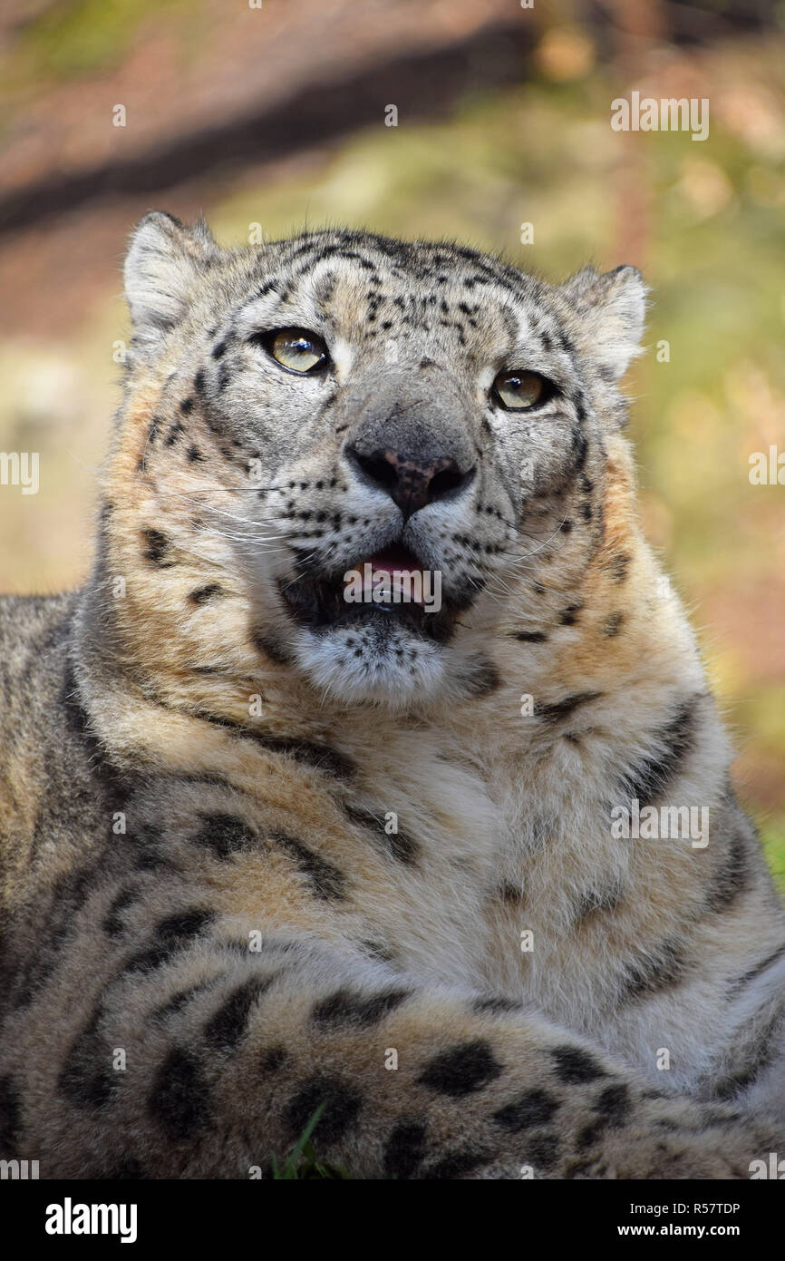 Snow leopard eyes close up hi-res stock photography and images - Alamy