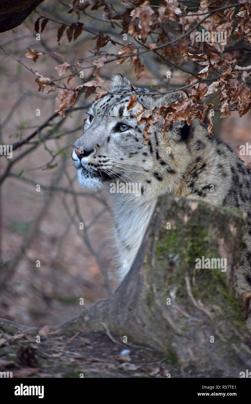 Closeup profile snow leopard face hi-res stock photography and images ...