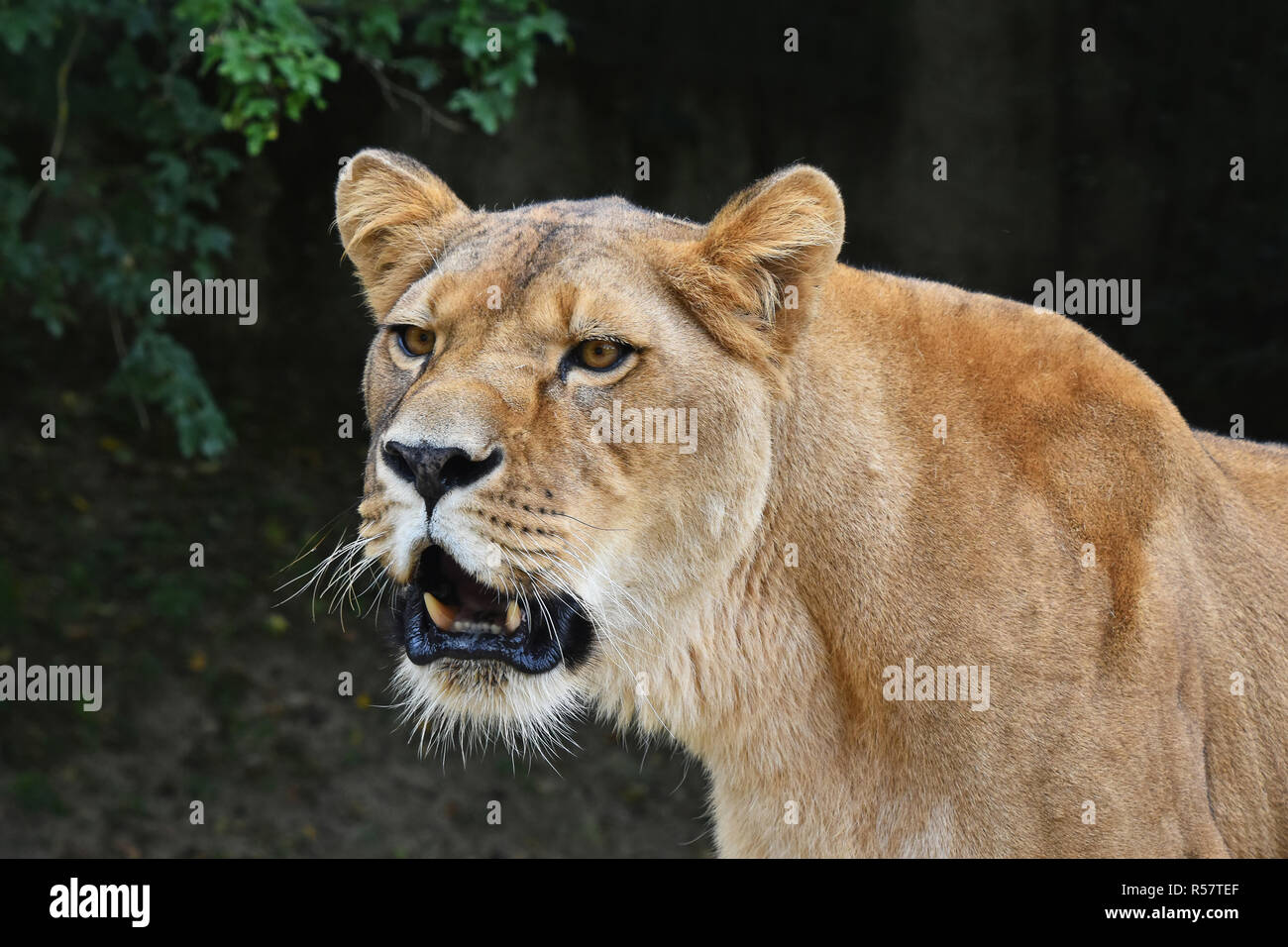 Close up portrait of female lioness roaring Stock Photo - Alamy