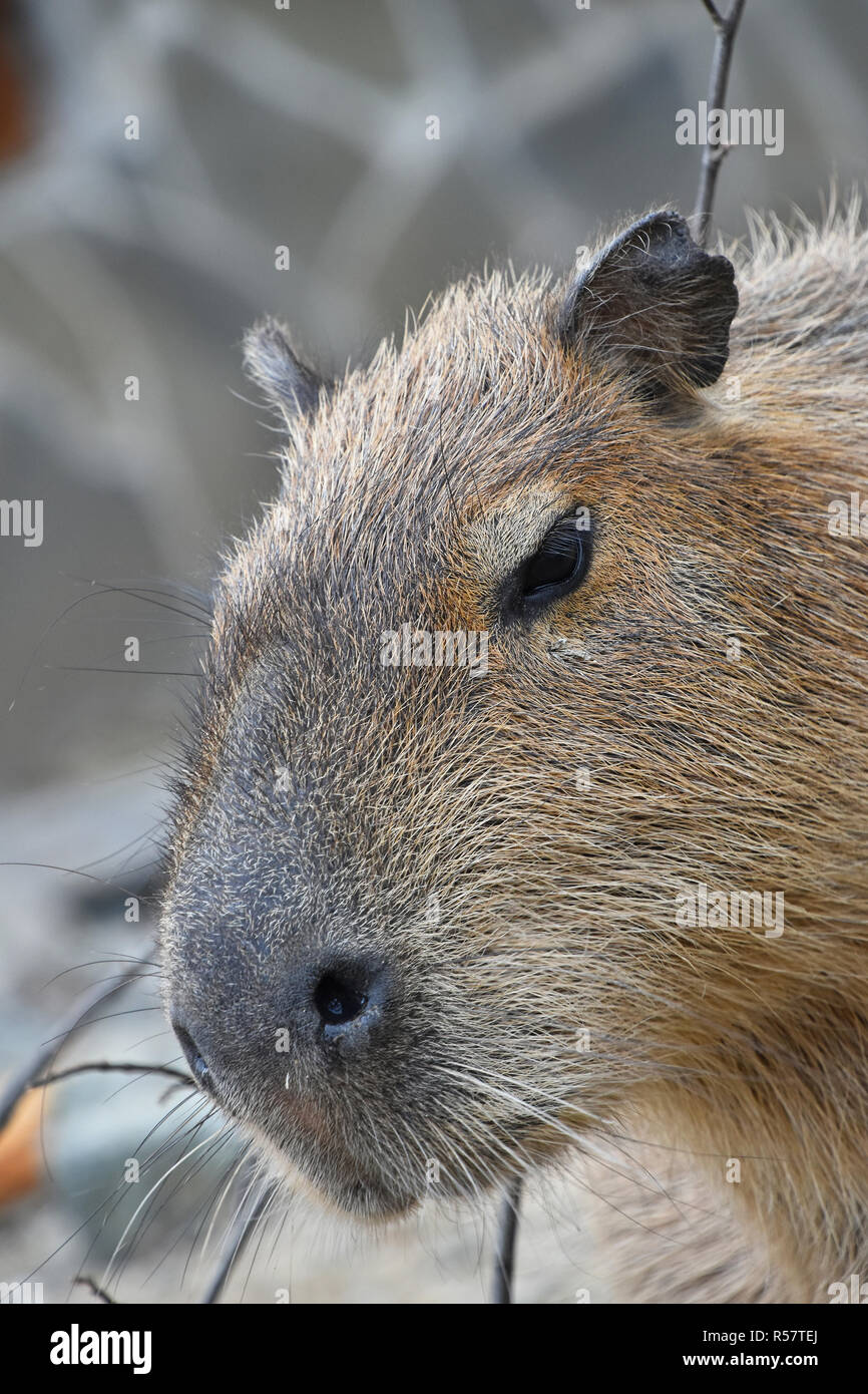 Close up portrait of capybara Stock Photo - Alamy