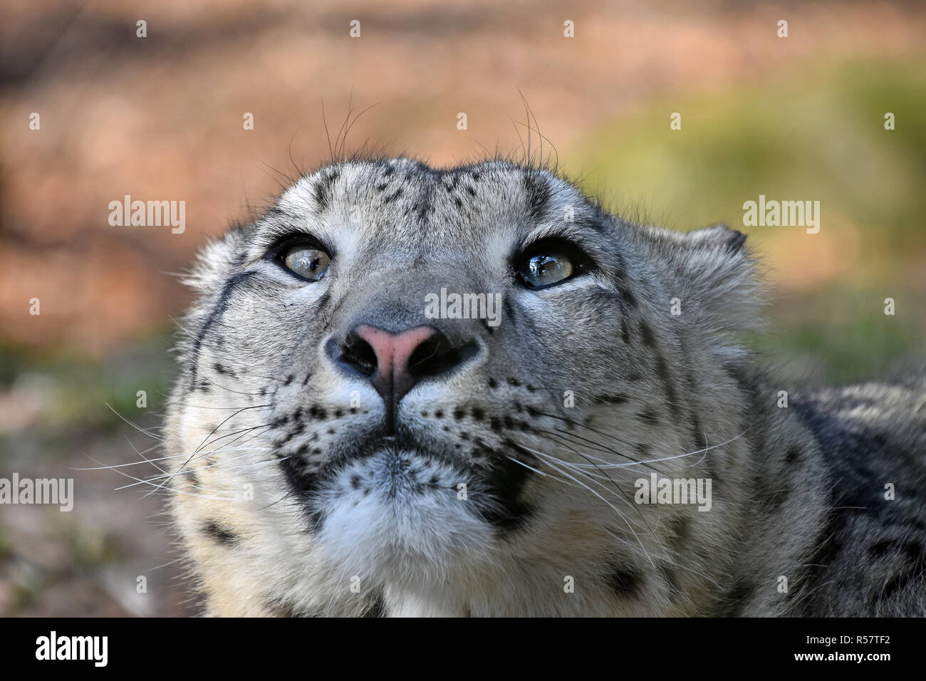 Snow leopard eyes close up hi-res stock photography and images - Alamy