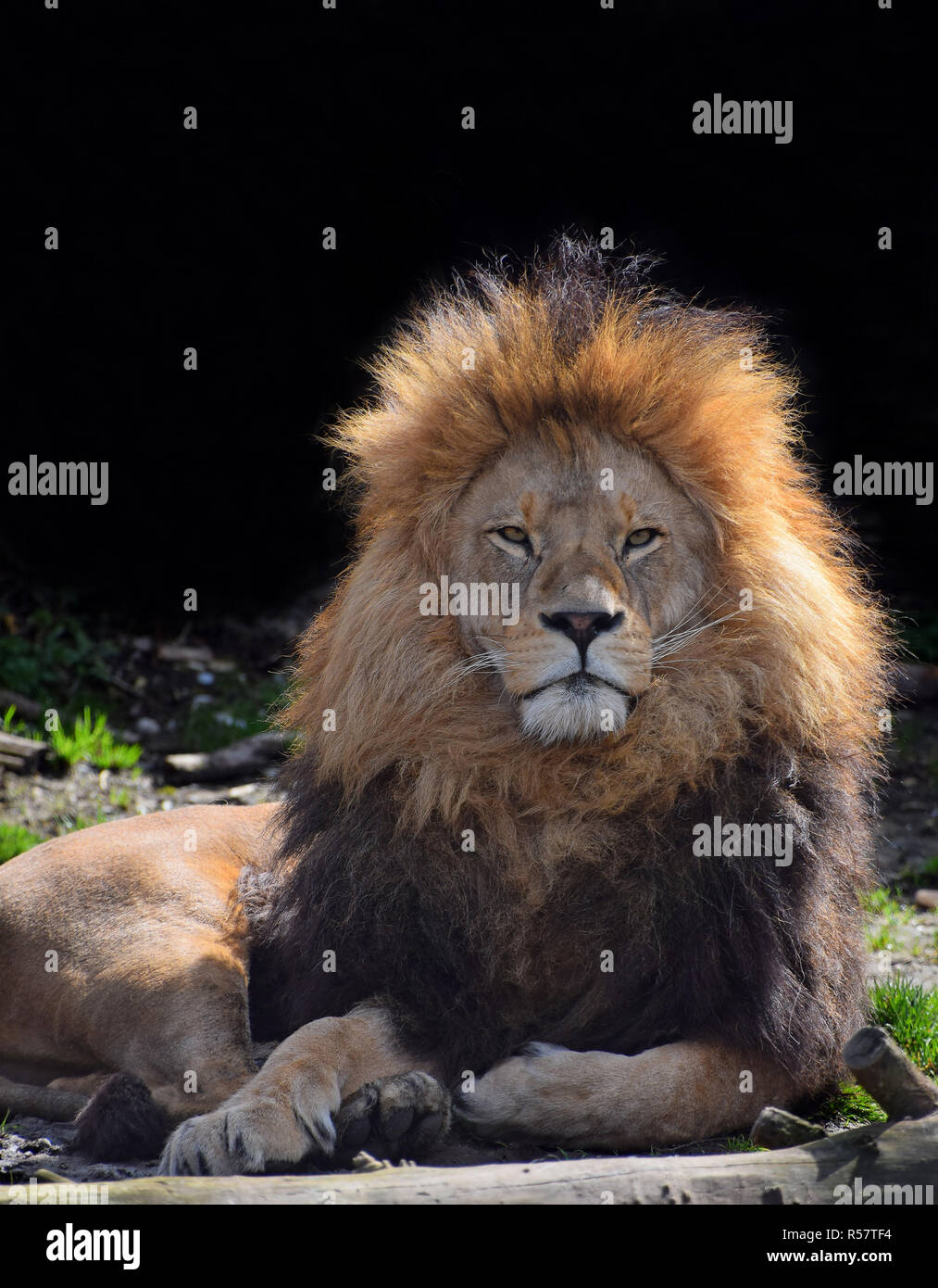 Gorgeous male african lion resting hi-res stock photography and images ...