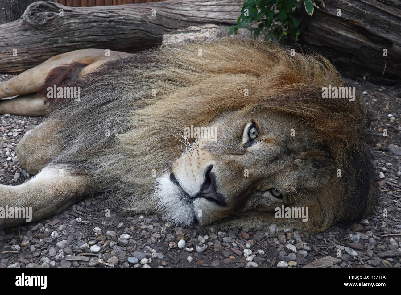 Gorgeous male african lion resting hi-res stock photography and images ...