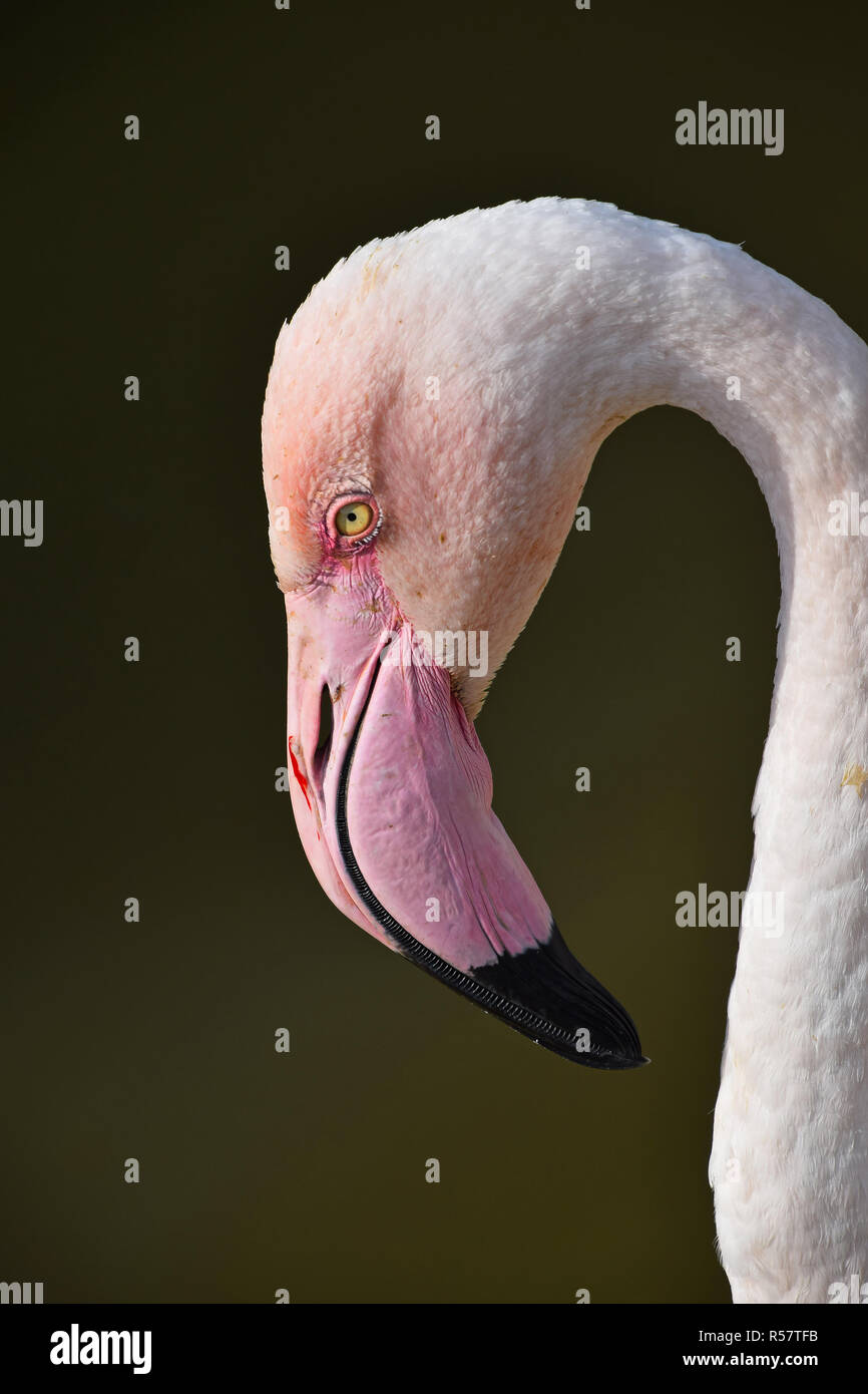 Close up side profile portrait of pink flamingo Stock Photo - Alamy