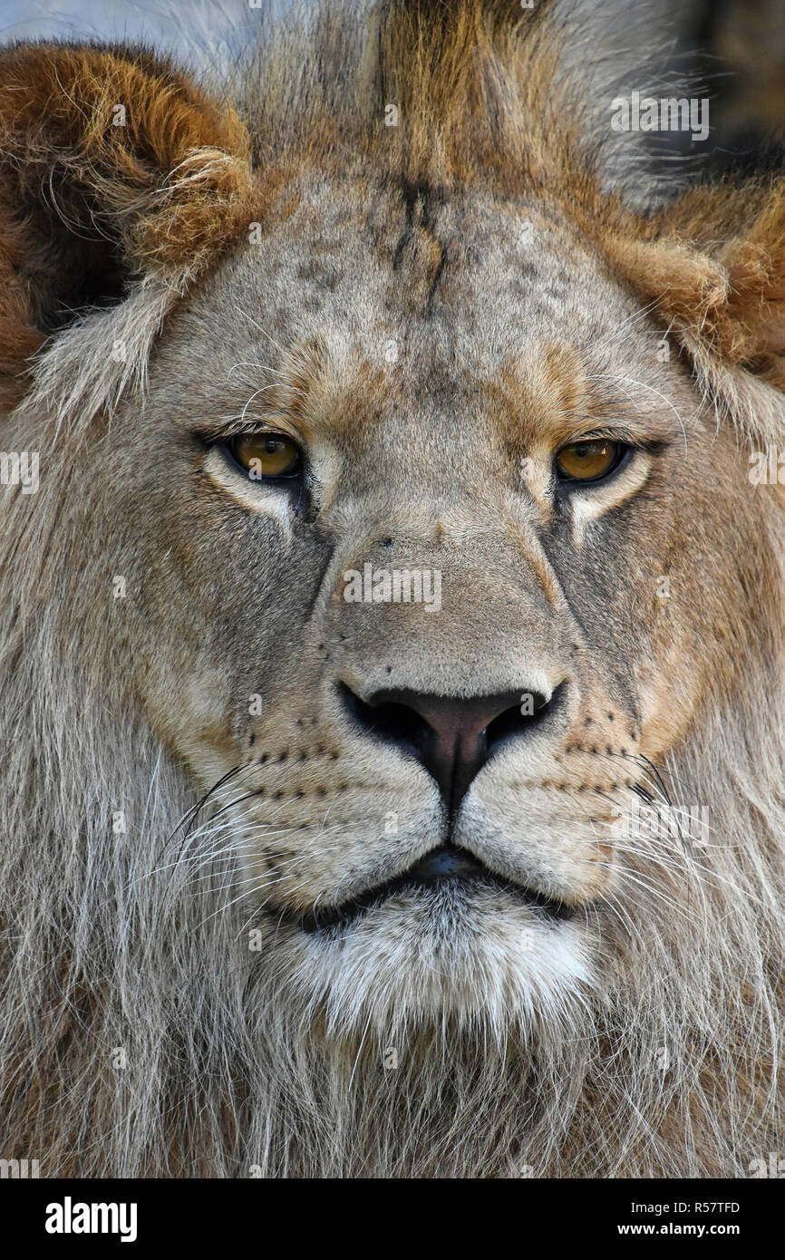 Extreme close up portrait of young African lion Stock Photo - Alamy