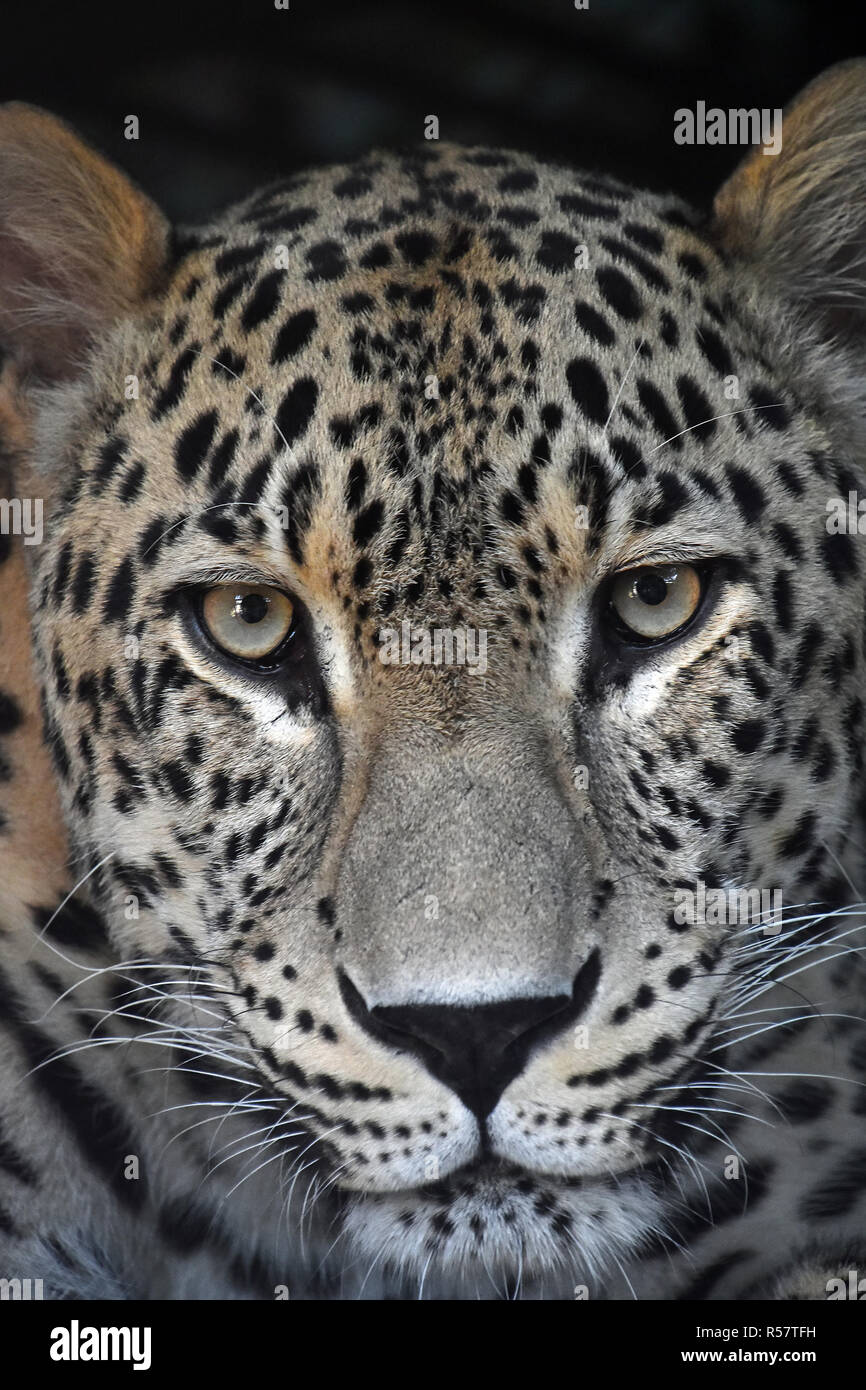 Amur leopard head portrait hi-res stock photography and images - Alamy