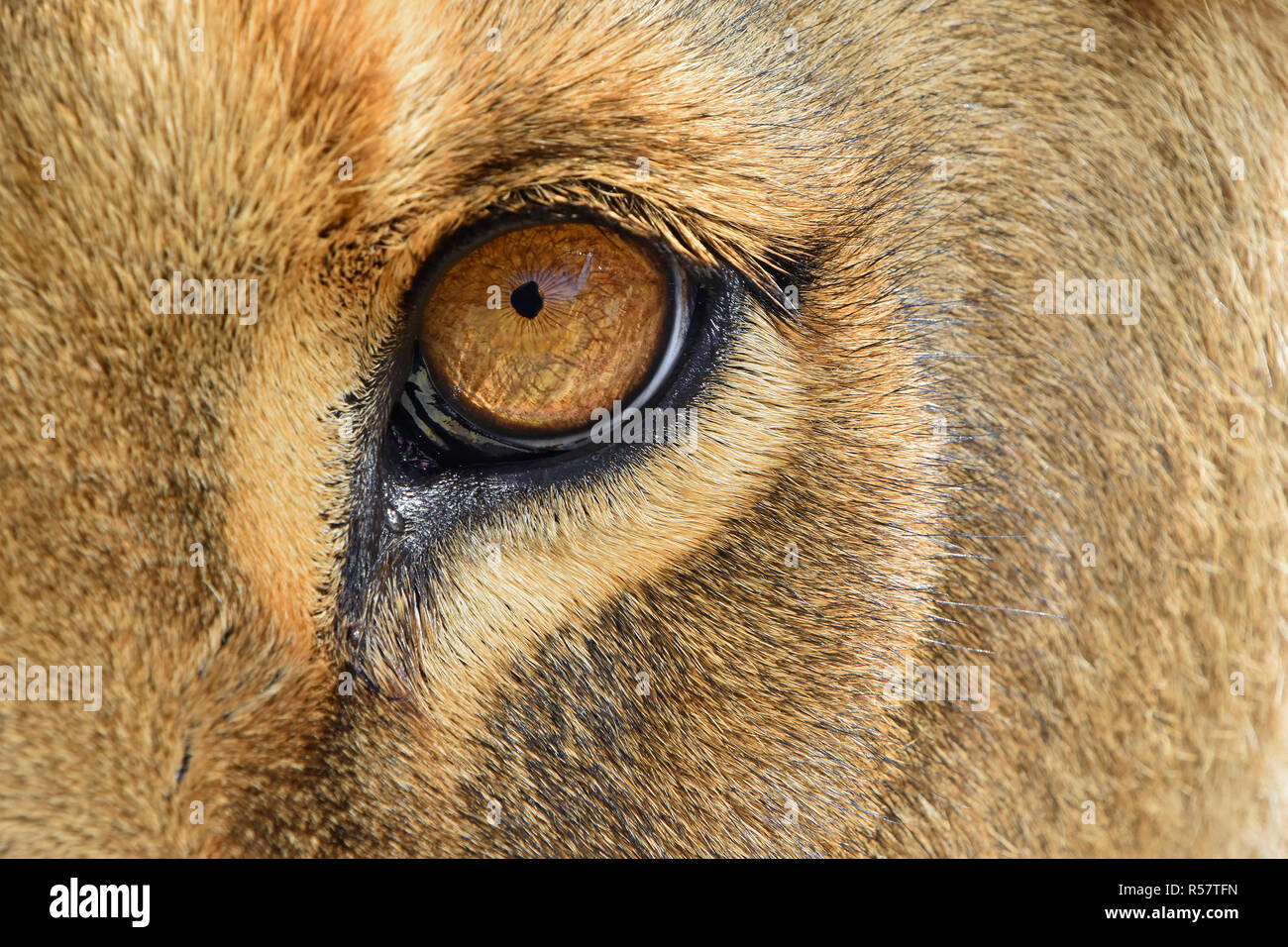 Eye of the lioness extreme close up Stock Photo - Alamy