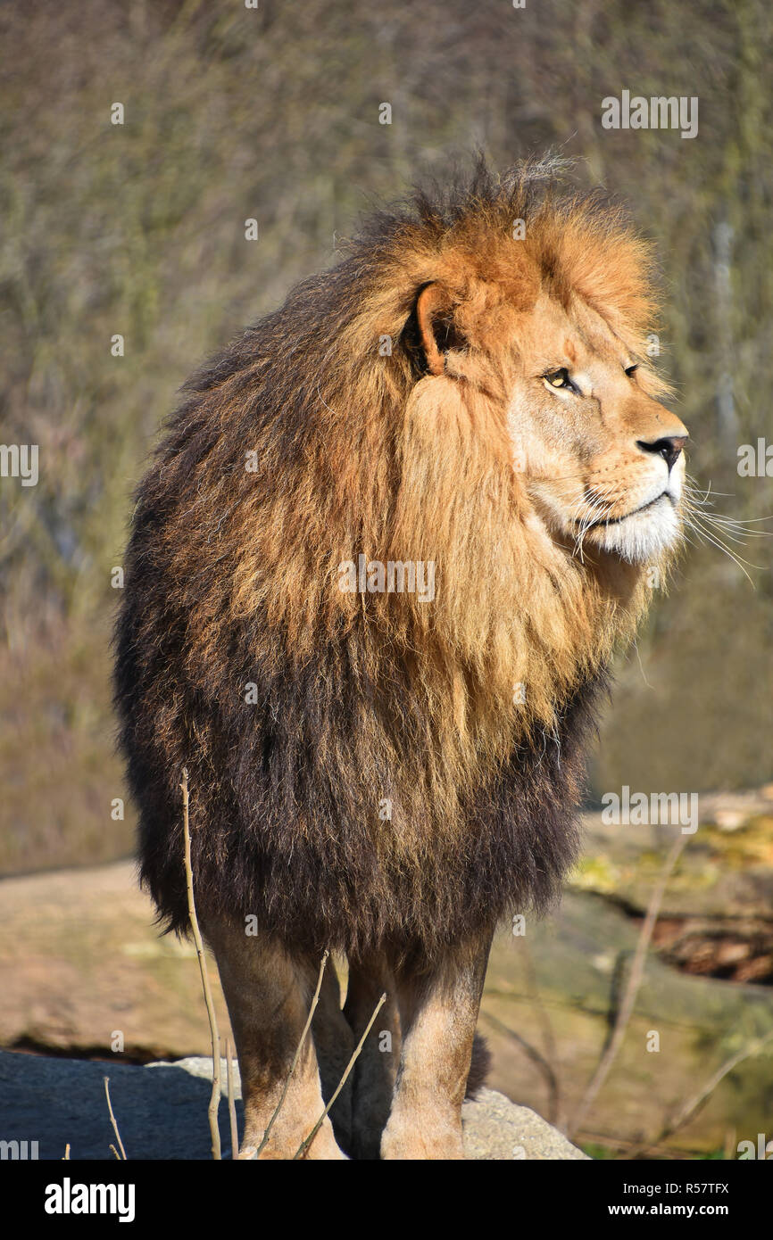 Close up portrait of African lion Stock Photo - Alamy