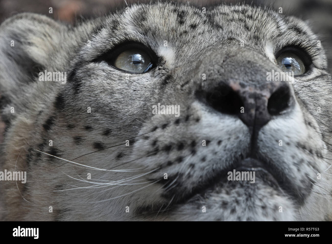 Male snow leopard camera face hi-res stock photography and images - Alamy