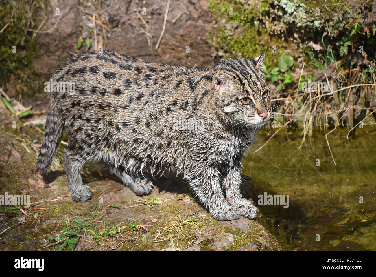 Fishing cat hunting and watching fish in water Stock Photo - Alamy
