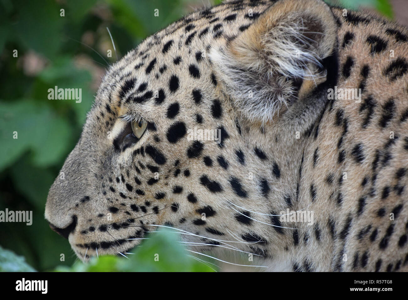 Amur Leopard Profile High Resolution Stock Photography and Images - Alamy