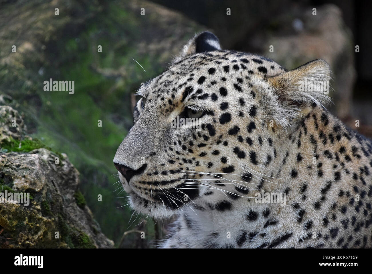 Amur leopard profile hi-res stock photography and images - Alamy