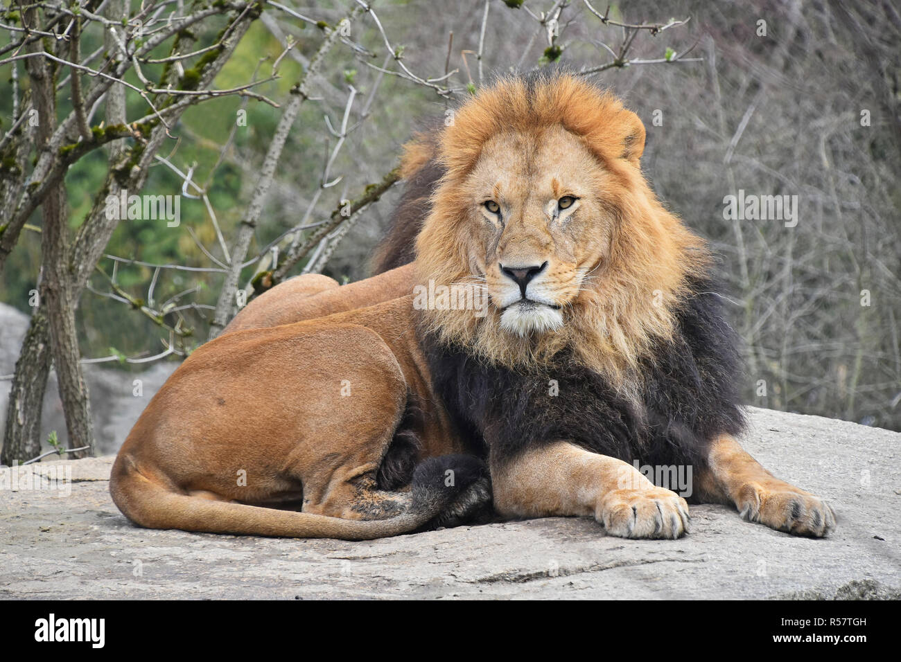 Close up portrait of lion looking at camera Stock Photo - Alamy