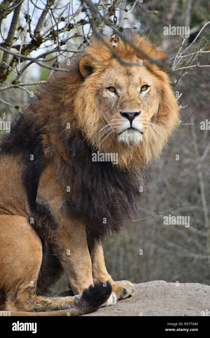Close up portrait of lion looking at camera Stock Photo - Alamy