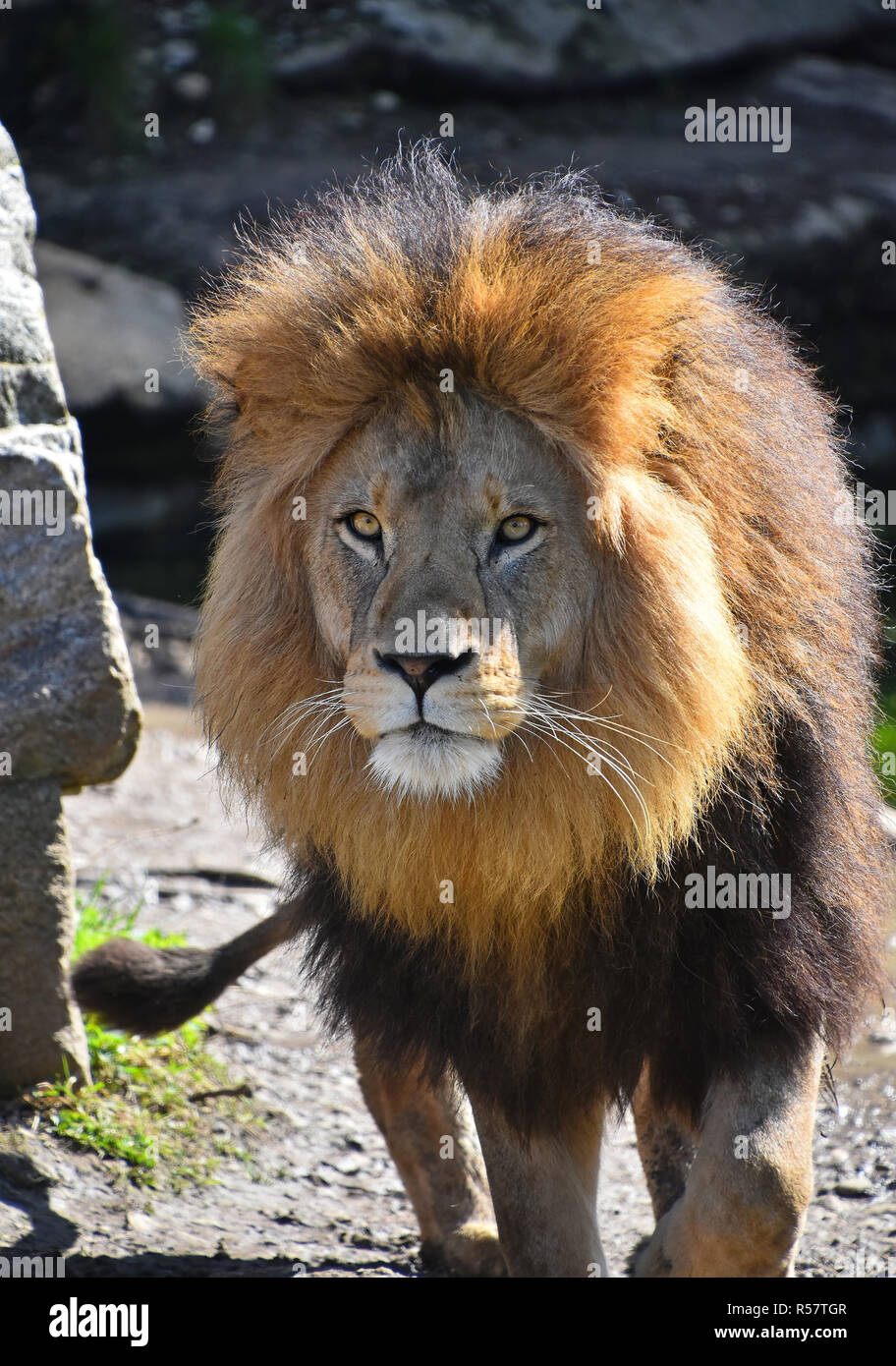 Close up portrait of lion looking at camera Stock Photo - Alamy