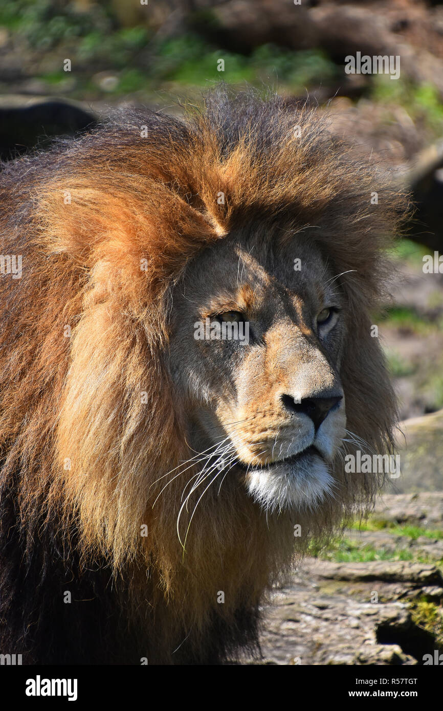 Close up portrait of lion looking away Stock Photo - Alamy