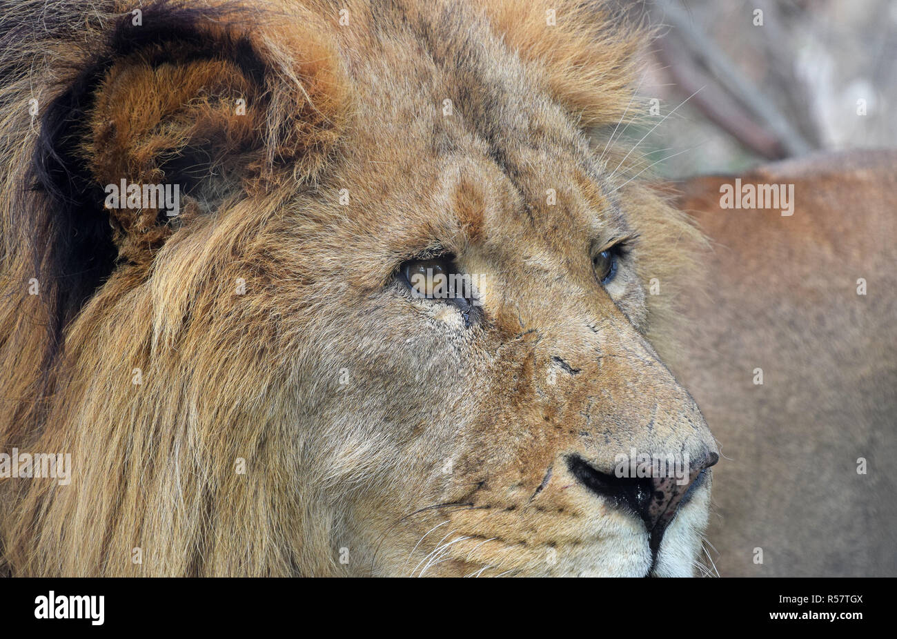 Extreme close up portrait of African lion Stock Photo - Alamy