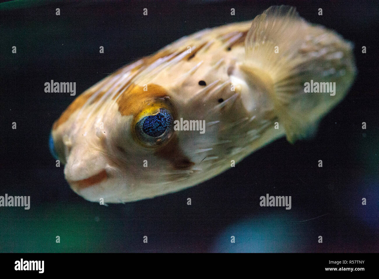 Freckled Porcupinefish High Resolution Stock Photography and Images - Alamy