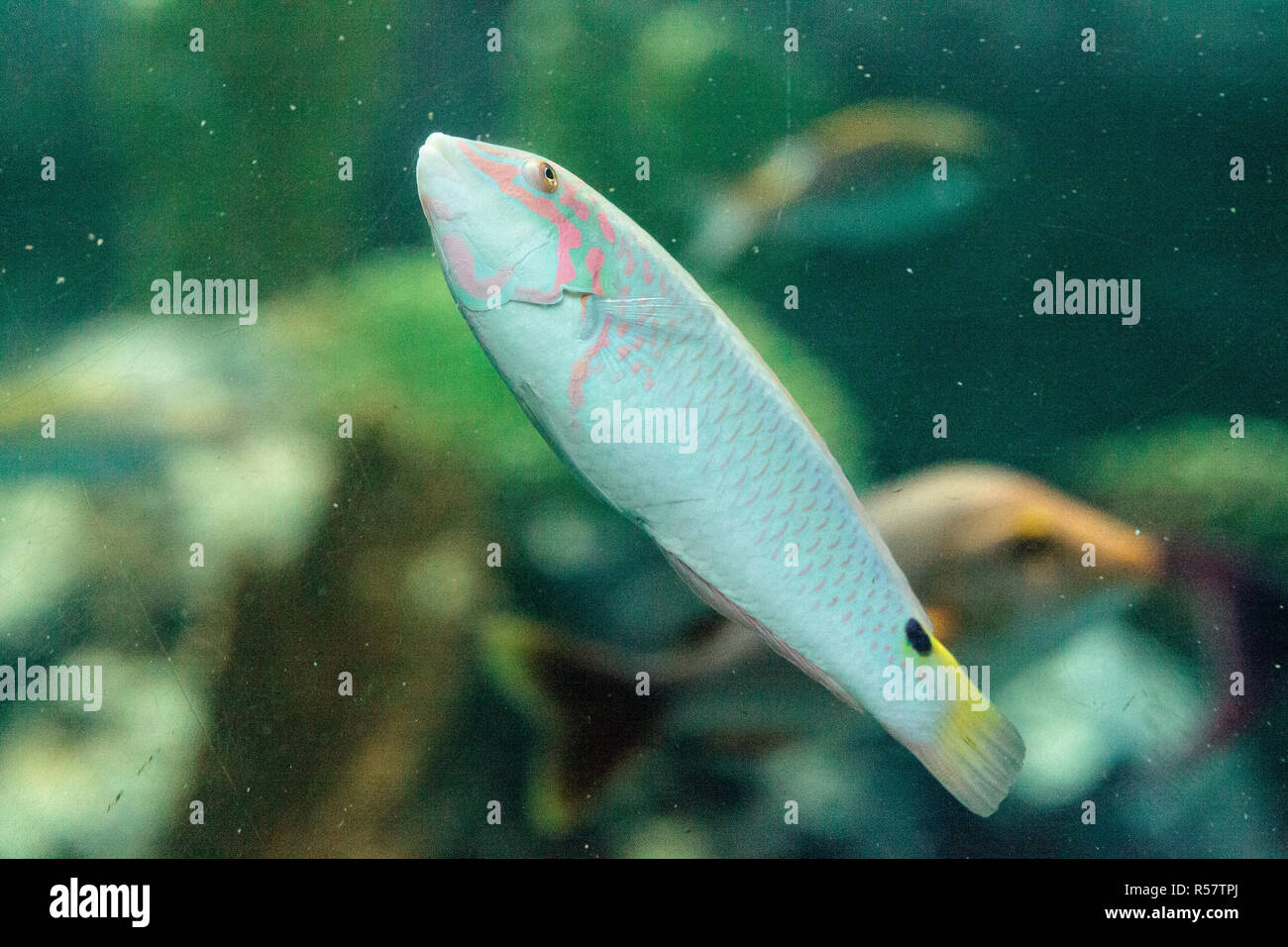 Lunare Wrasse High Resolution Stock Photography and Images - Alamy