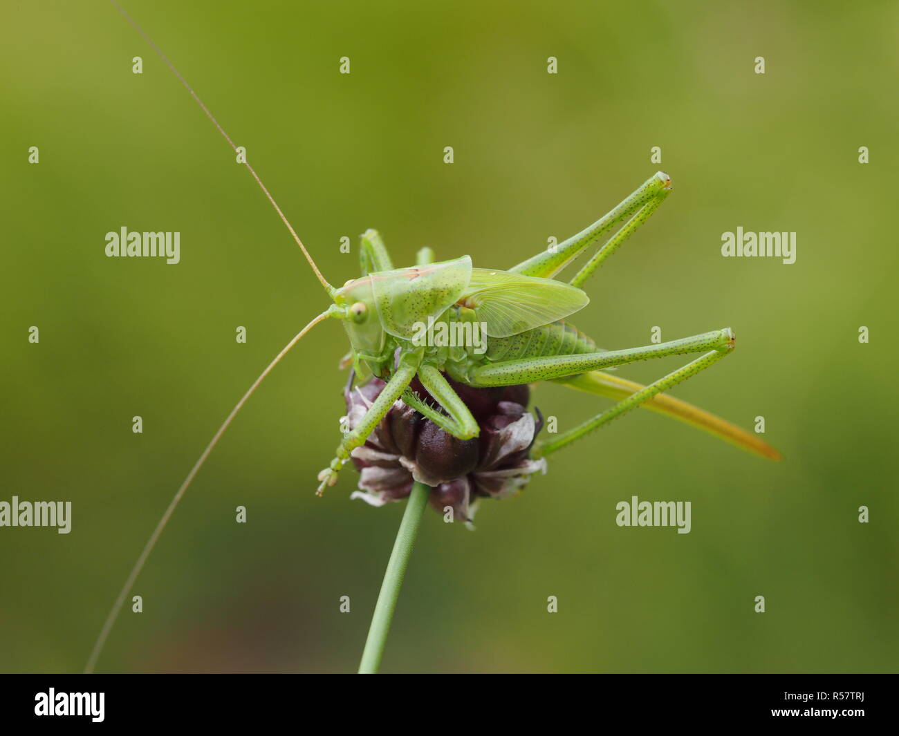 green hay horse - female Stock Photo - Alamy