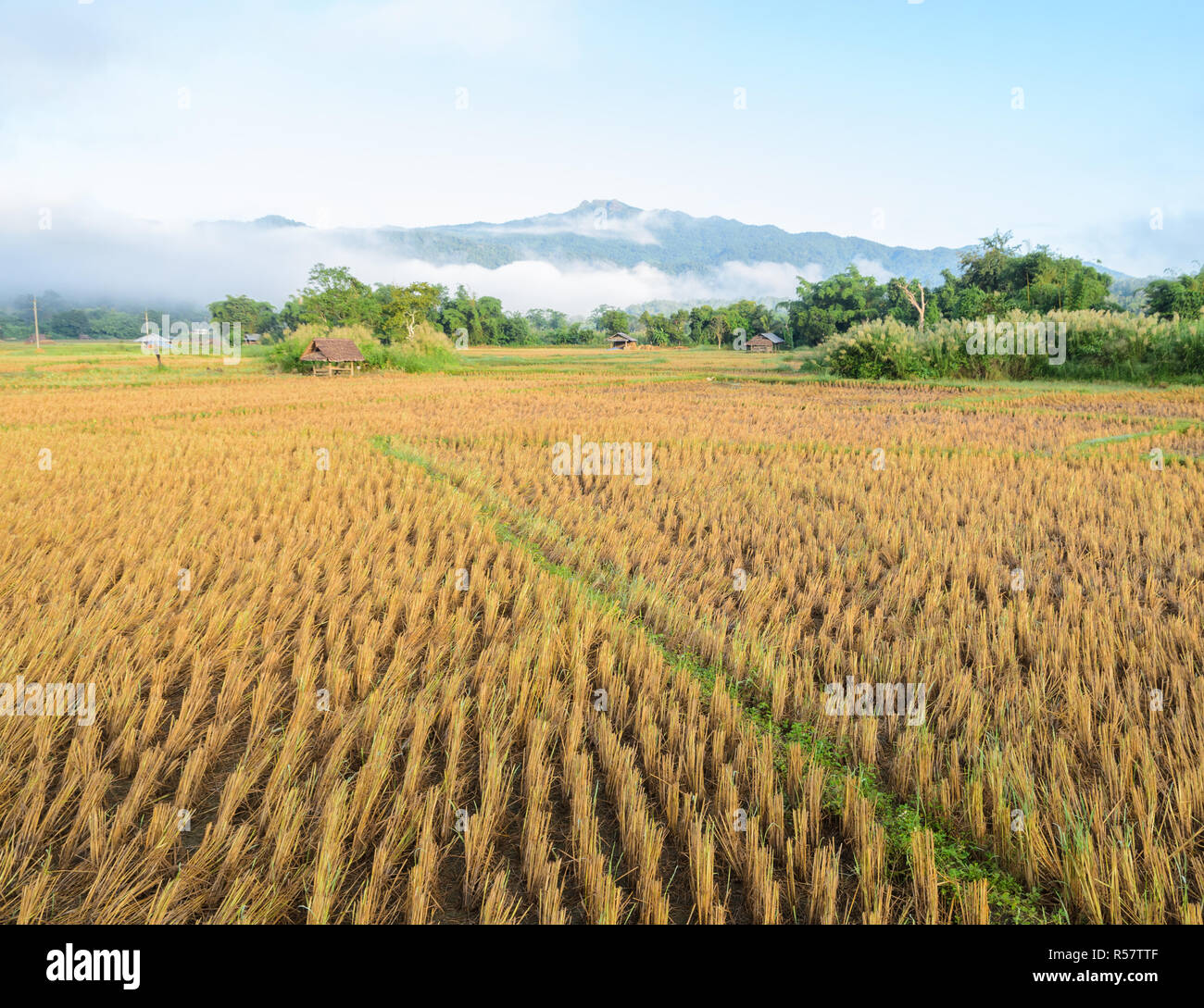 Morning view of rice field after harvesting with fog over the mountain ...