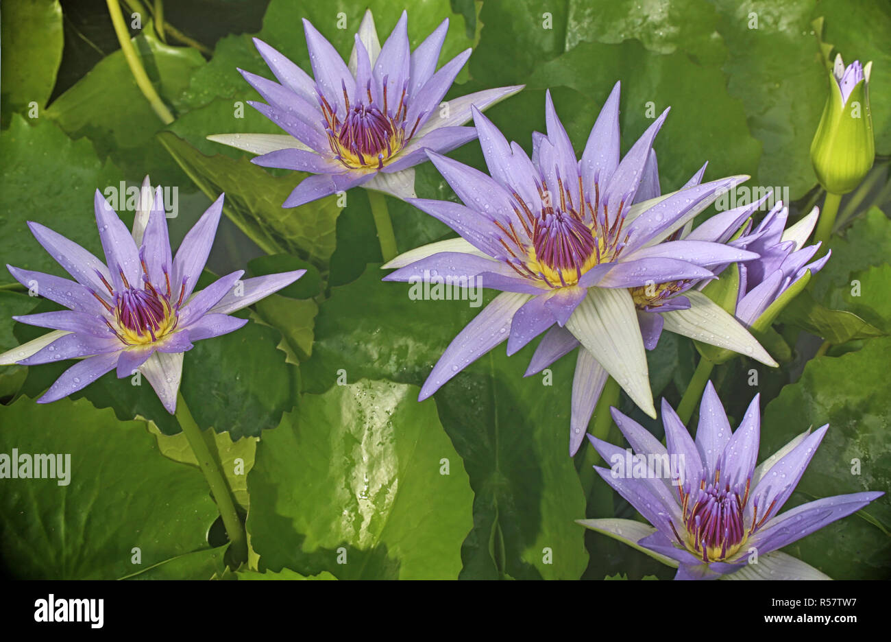 colorful water lily nymphaea colorata Stock Photo - Alamy