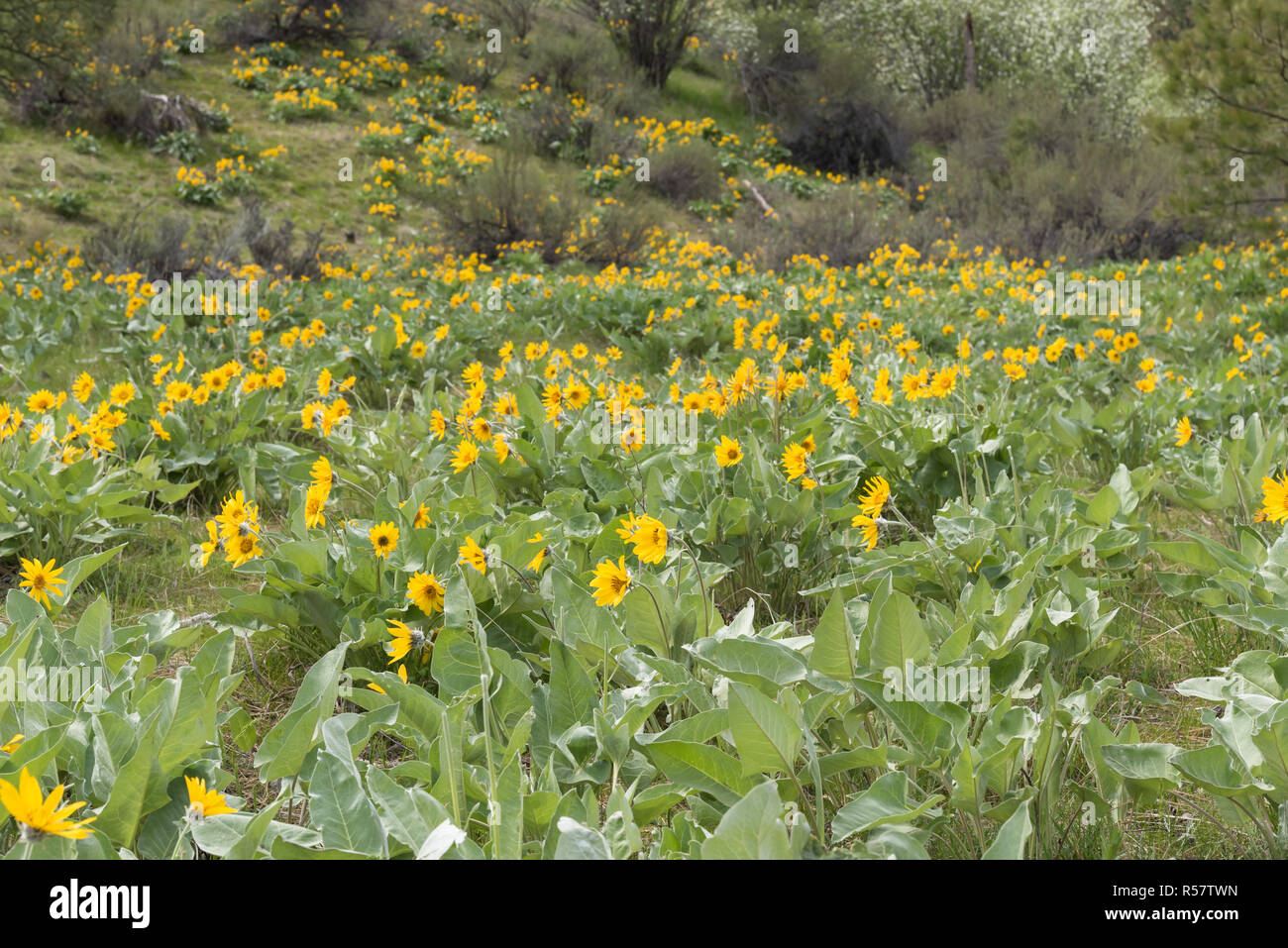 Okanagan wild flowers hi-res stock photography and images - Alamy