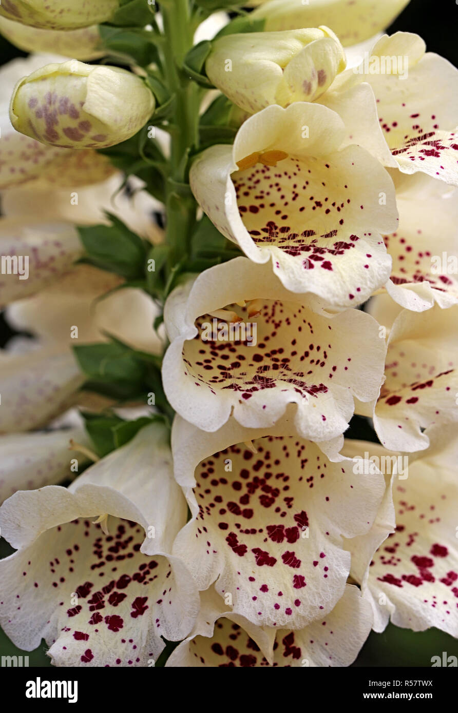 digitalis purpurea camelot cream red foxglove as a macro shot Stock ...