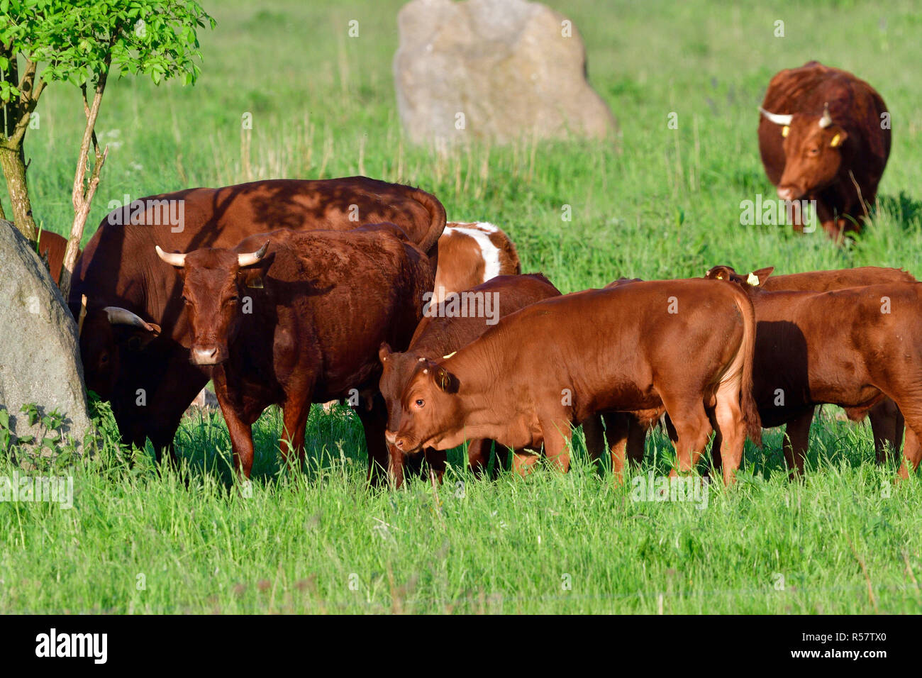 Red high altitude cattle hi-res stock photography and images - Alamy
