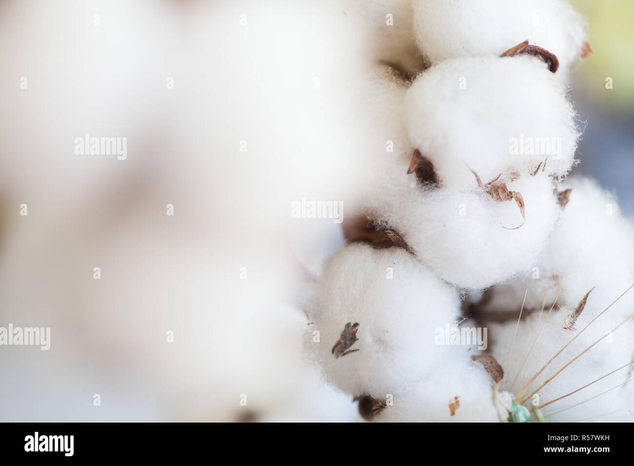 Cotton buds detail Stock Photo - Alamy