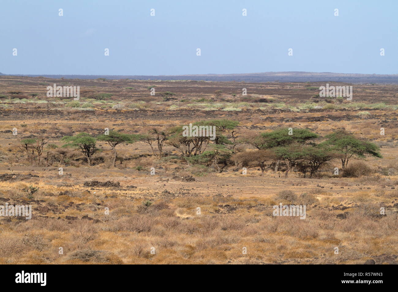 the savanna and bush land in kenya Stock Photo - Alamy