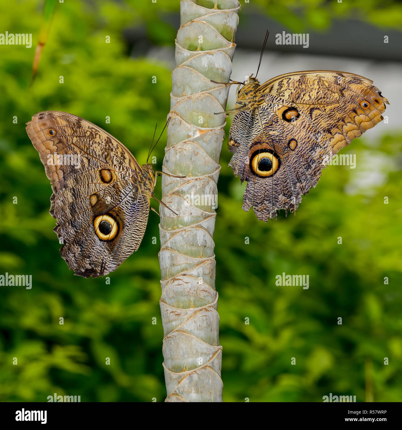 Faltersitzen hi-res stock photography and images - Alamy